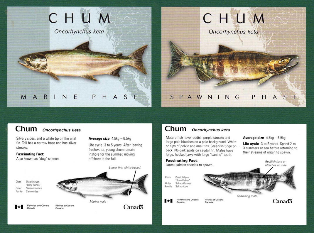 Legends Beneath the Surface: A Scientific Dive into Coho, Chinook, Chum ...
