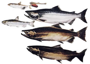 Legends Beneath the Surface: A Scientific Dive into Coho, Chinook, Chum ...